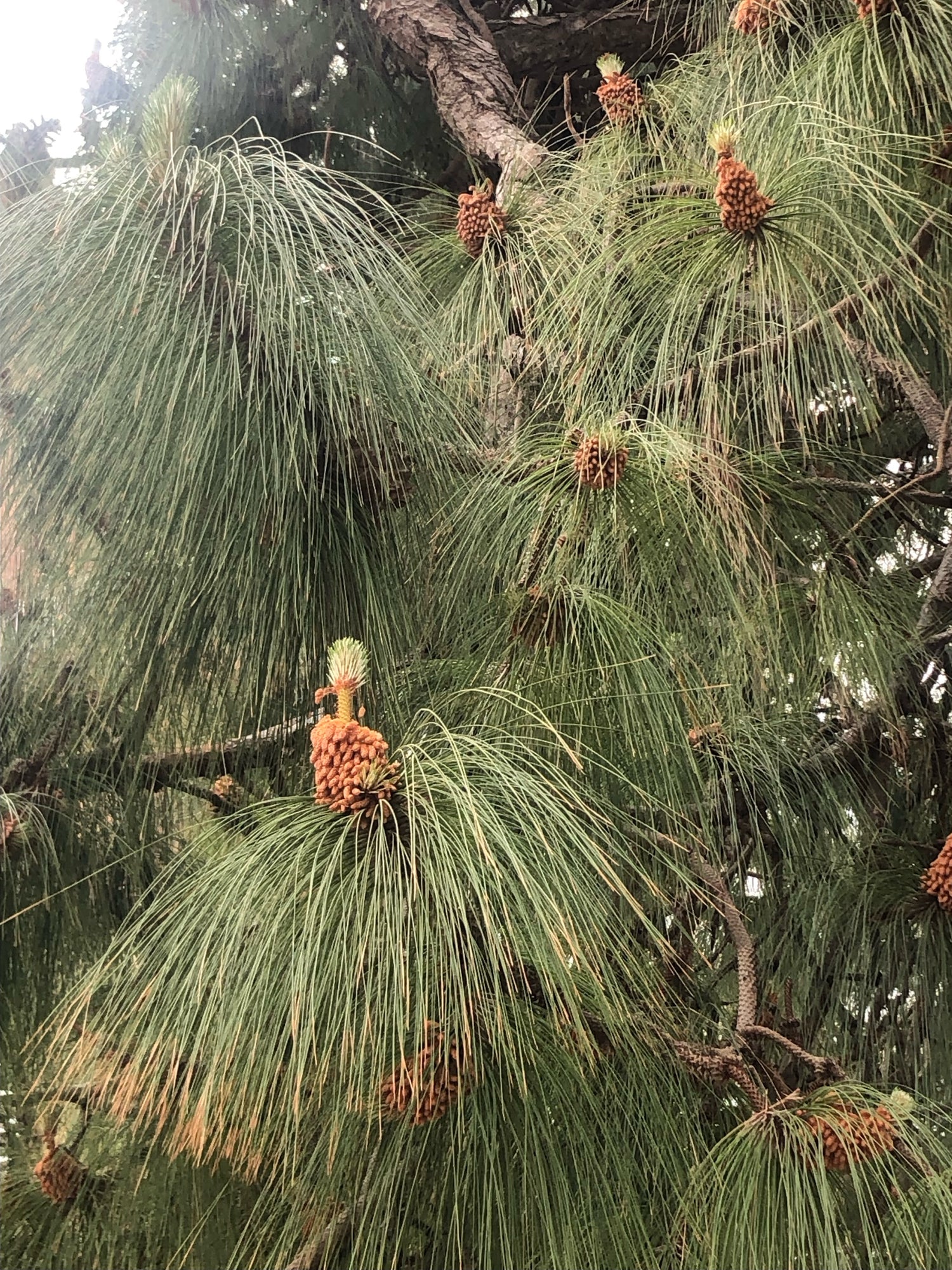 Earth – Bush Healing Centre